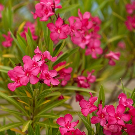 Price: €1.95 - Rose Bay - Rose Laurel Seeds (Nerium oleander)