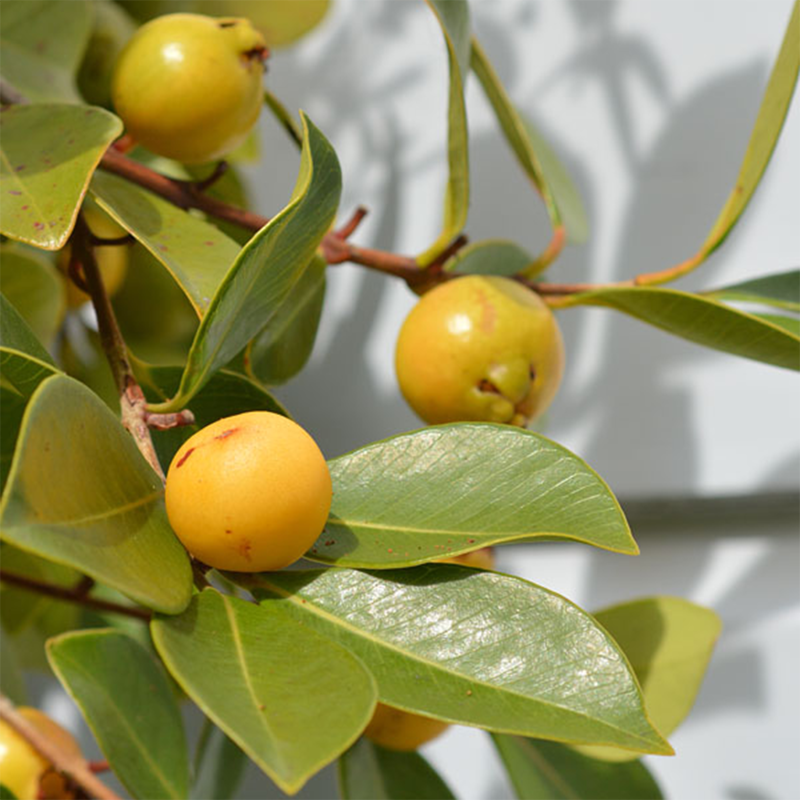 Sementes de Araçá-rosa (Psidium cattleianum) - Preço: €3.25
