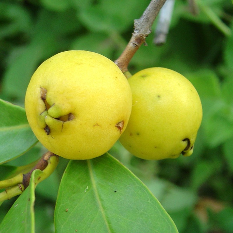 Sementes de Araçá-rosa (Psidium cattleianum) - Preço: €3.25