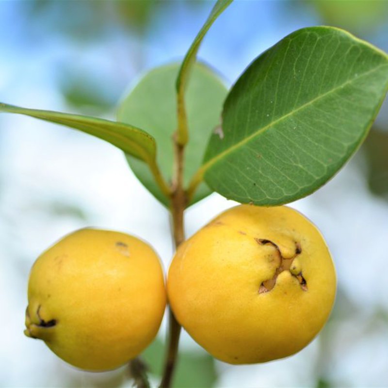 Semi di Guayaba Peruana (Psidium cattleianum) - Prezzo €3.25
