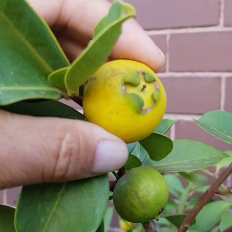 Sementes de Araçá-rosa (Psidium cattleianum) - Preço: €3.25