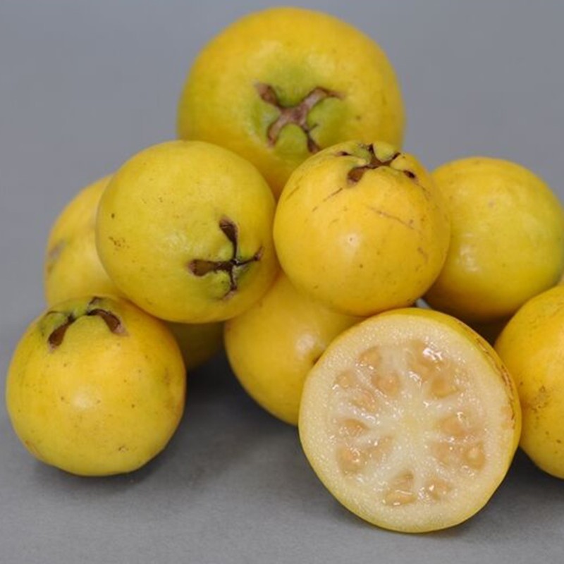 Sementes de Araçá-rosa (Psidium cattleianum) - Preço: €3.25