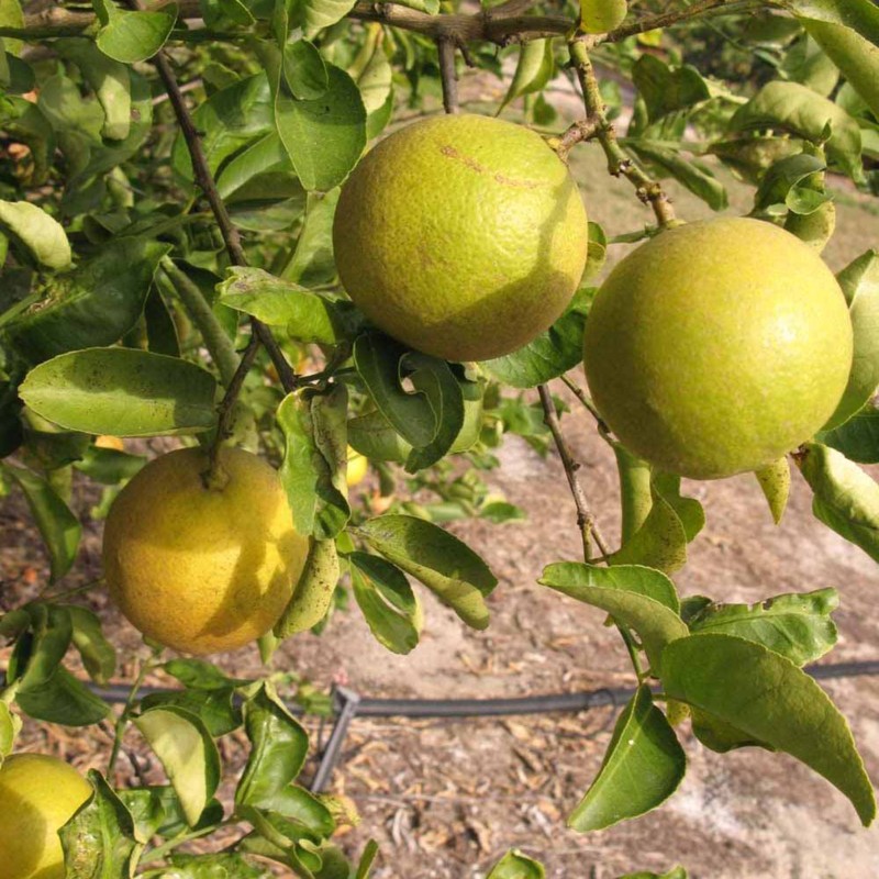 Palestinska Slatka Limeta Seme (Citrus limettioides) 🌳🌼🌸🌿🌱🍉