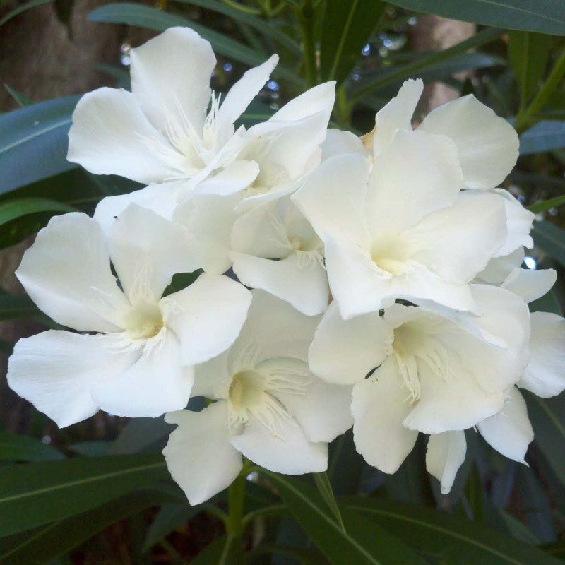 Graines de Laurier blanc (Nerium oleander) 🌳🌼🌸🌿🌱🍉