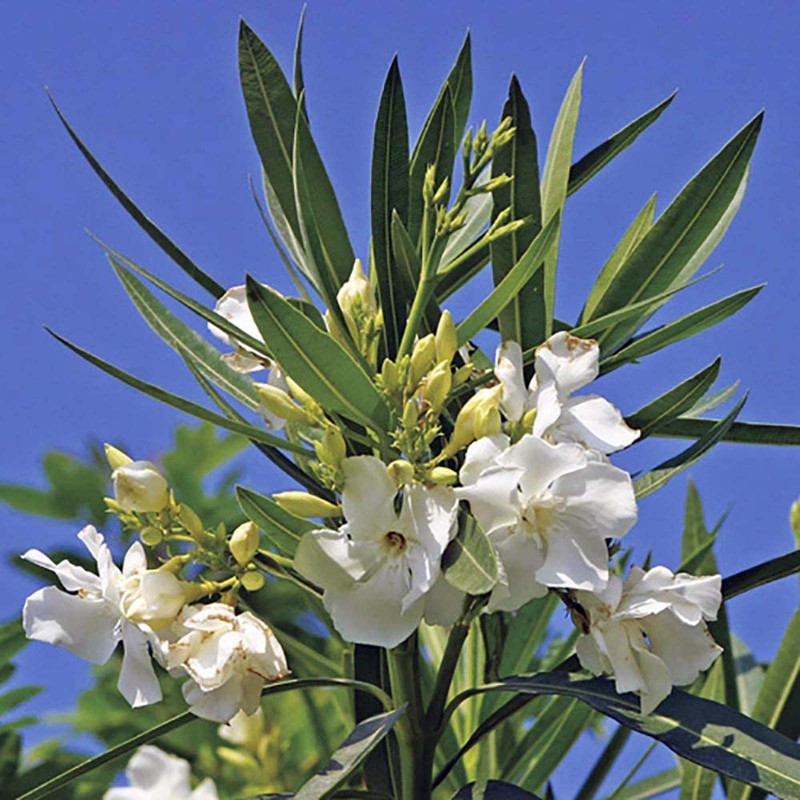 Graines de Laurier blanc (Nerium oleander) 🌳🌼🌸🌿🌱🍉
