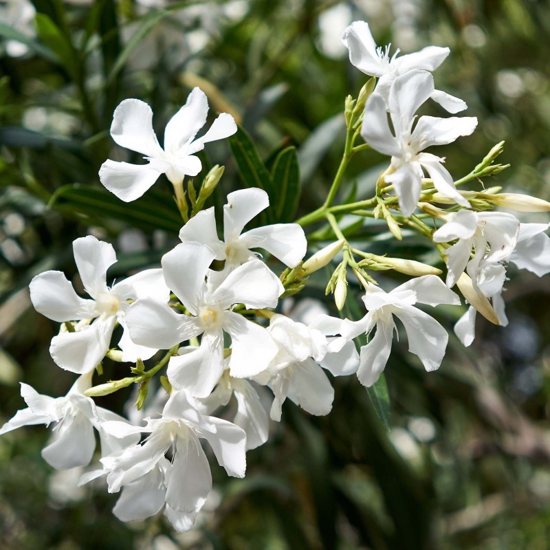 Graines de Laurier blanc (Nerium oleander) 🌳🌼🌸🌿🌱🍉