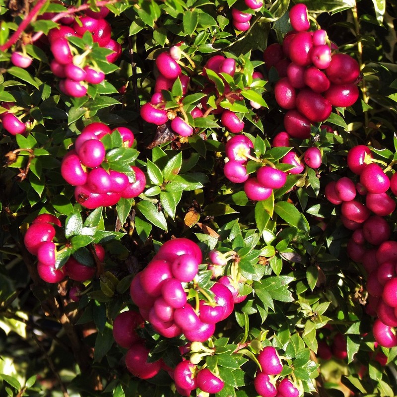 Semillas de Chaura (Gaultheria mucronata) - Precio: €2.25
