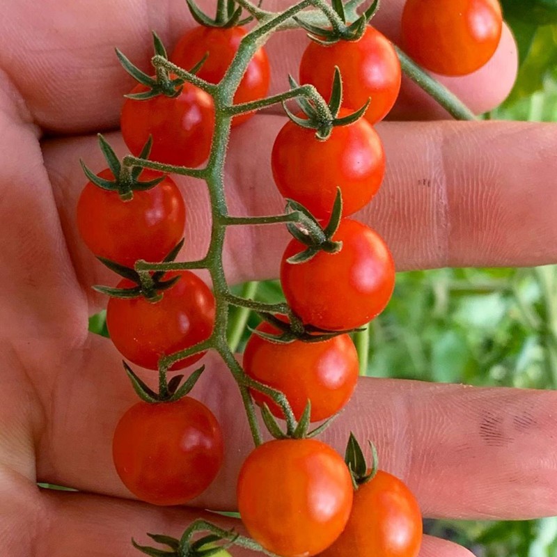 Precio: €1.85 - Semillas de tomate silvestre (Solanum...
