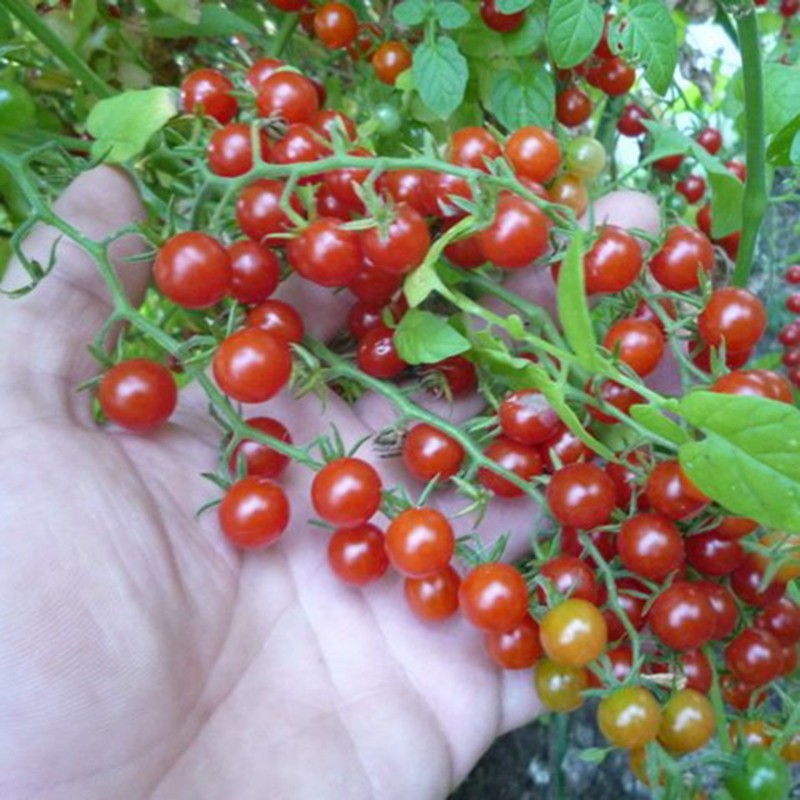Precio: €1.85 - Semillas de tomate silvestre (Solanum...