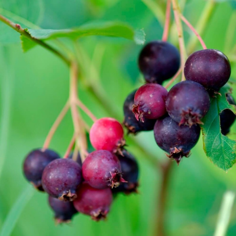 Price: €1.65 - Saskatoon Serviceberry Seeds (Amelanchier alnifolia)