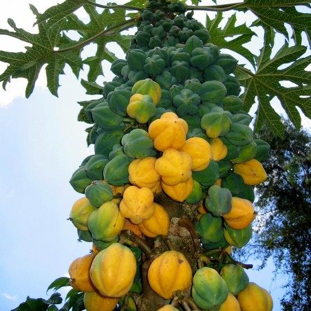 Price: €3.00 - Mountain papaya Seeds (Vasconcellea pubescens)