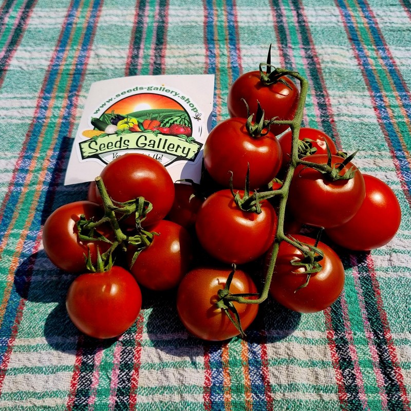 Seme paradajza Campari | 1,85 € 🌳🌼🌸🌿🌱🍉
