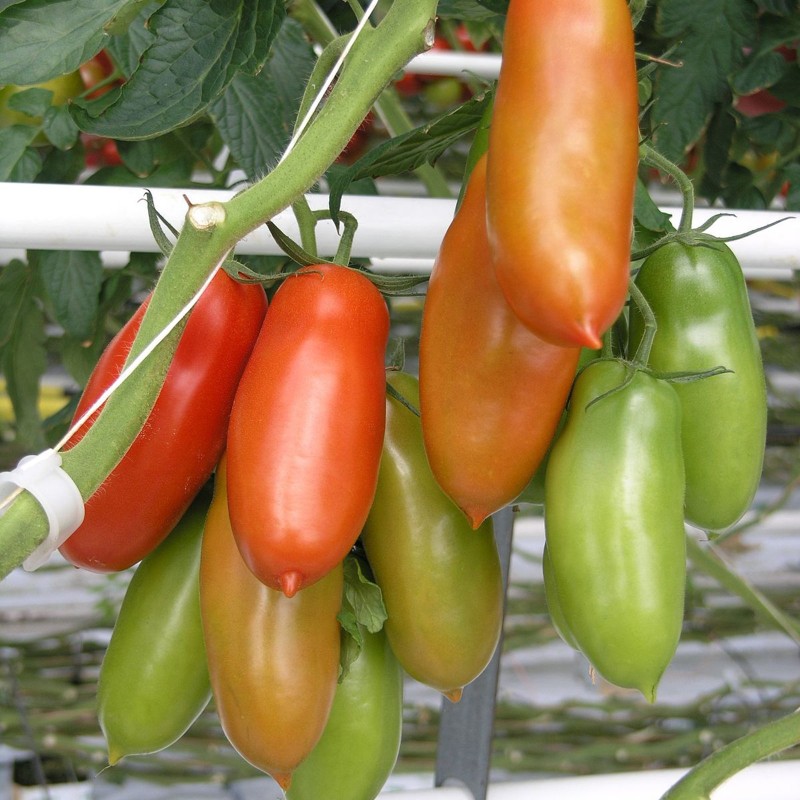 San Marzano Gigante (Gran Merito) Tomatfrön | 2,85 € 🌳🌼🌸🌿🌱🍉