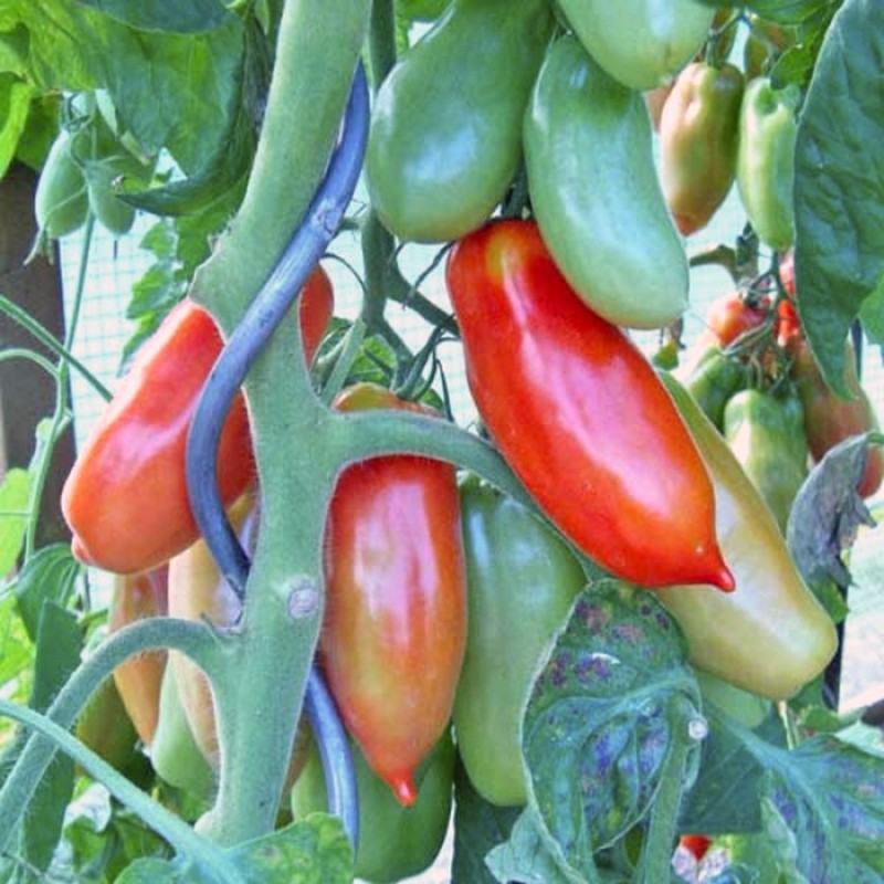 Semi di Pomodoro San Marzano Gigante (Gran Merito) | 2,85 € 🌳🌼🌸🌿🌱🍉