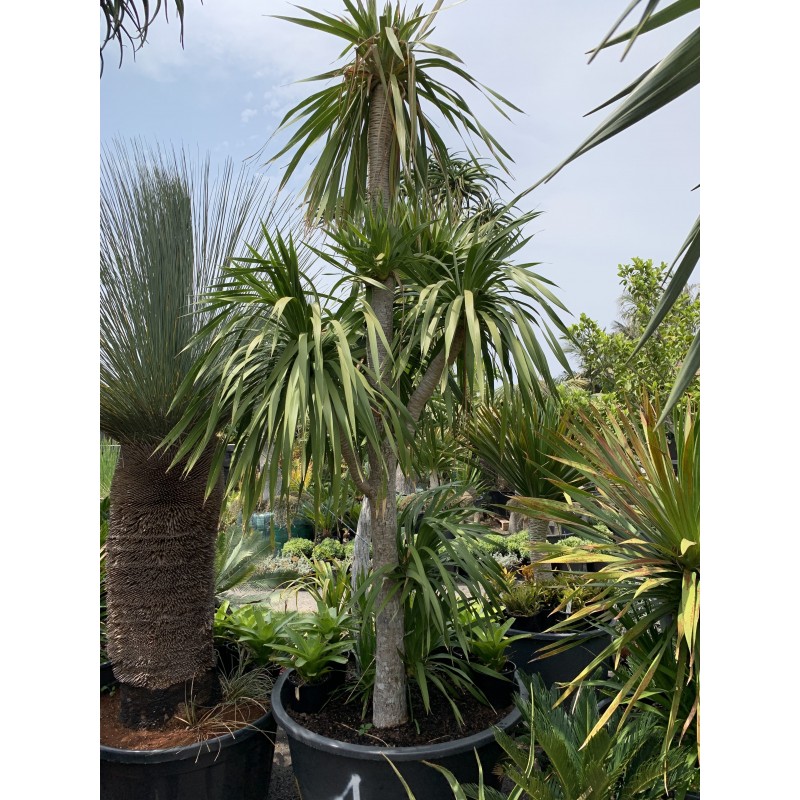 Price: €3.50 - Thai Dragon Tree Seeds (Dracaena cochinchinensis)