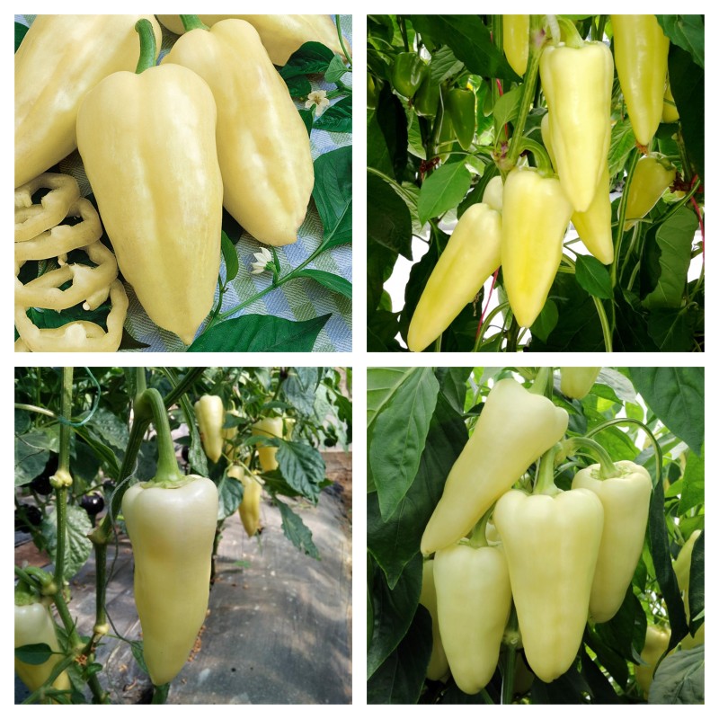 Ungerska paprika frön Amy | 1,75 € 🌳🌼🌸🌿🌱🍉