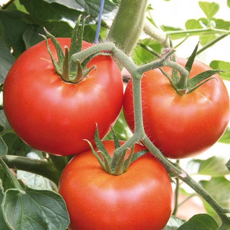 1500 Sementes de tomate HEINZ 1370