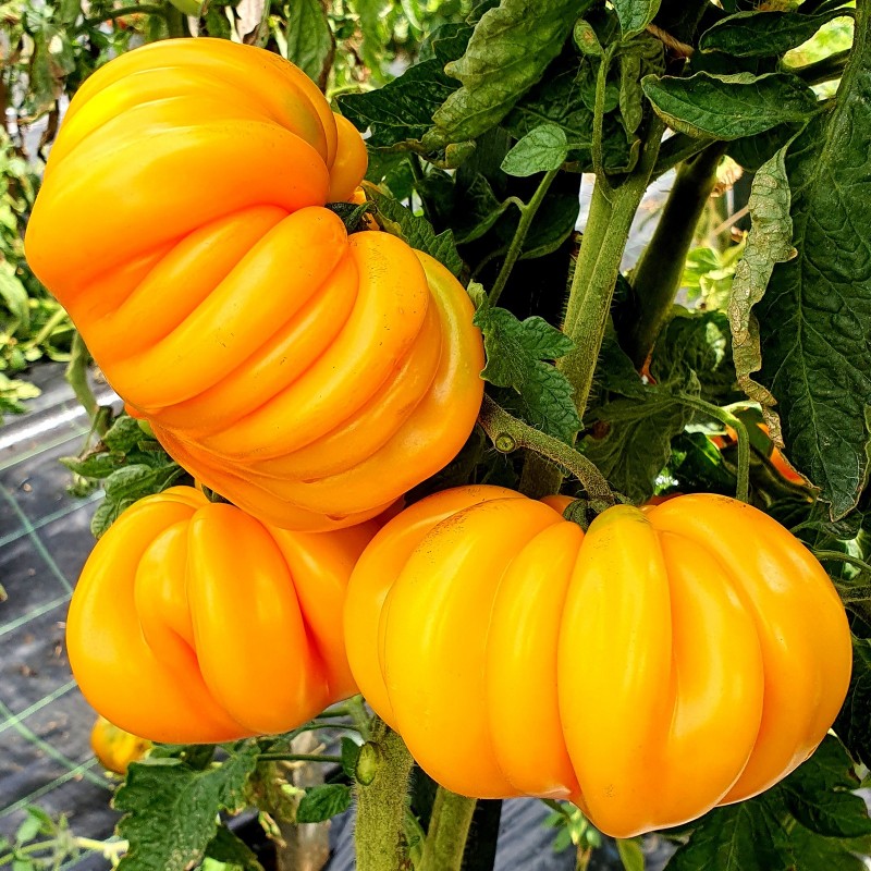 Price: €2.50 - American Ribbed Yellow Tomato Seeds