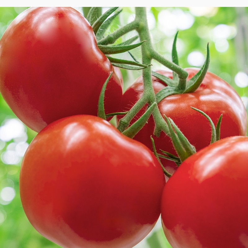 Cena: €1.90 – Seme Paradajza Lova