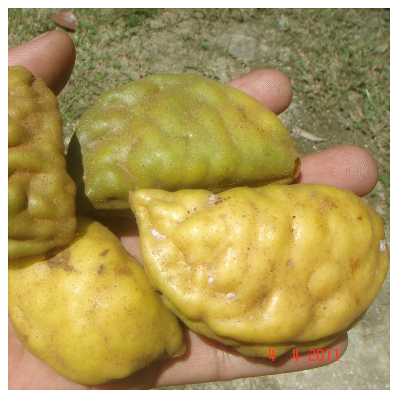 السعر: €8.00 - بذور نامو نامو (Cynometra cauliflora)