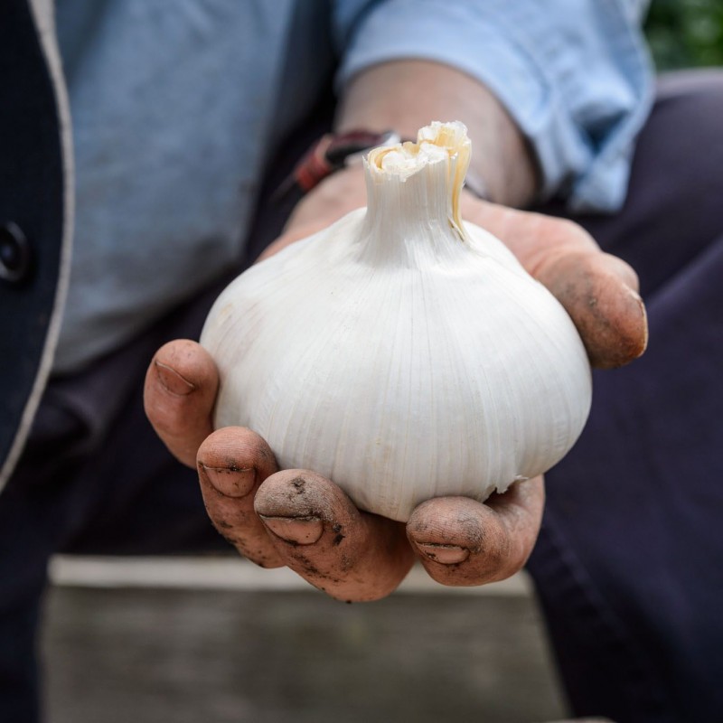 Spicchi d'aglio greco Kalampaka | 2,65 € 🌳🌼🌸🌿🌱