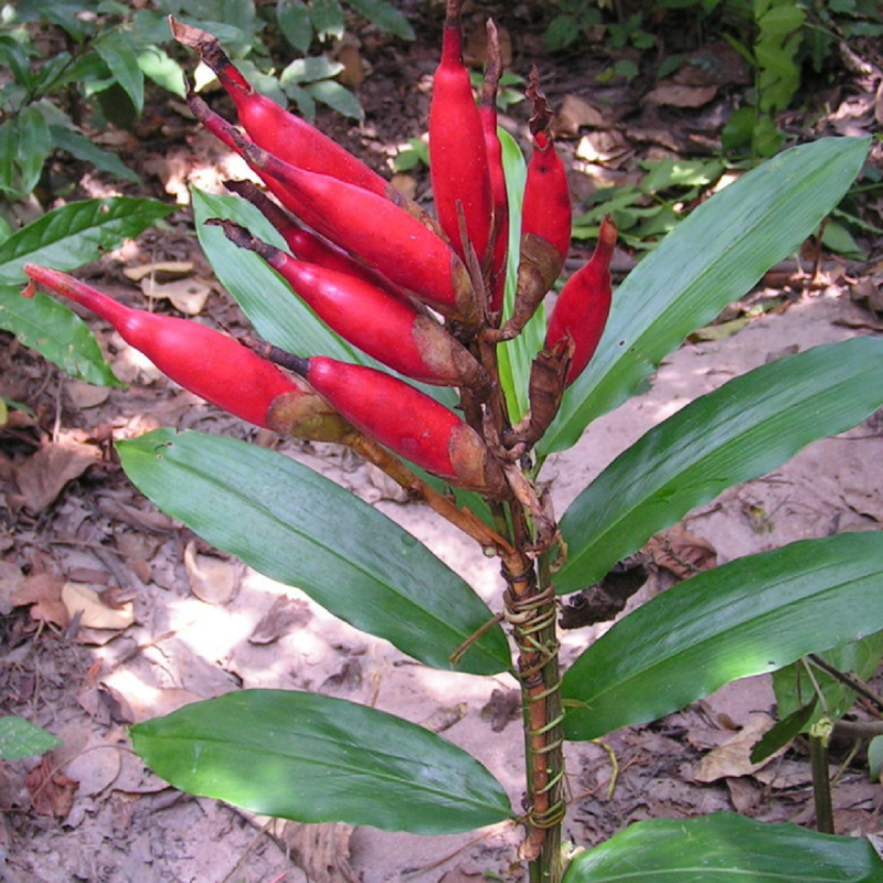 Price: €4.30 - Wild Cardamom seeds (Aframomum angustifolium)