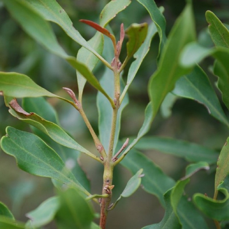 Насіння алмазного листя (Euclea divinorum)