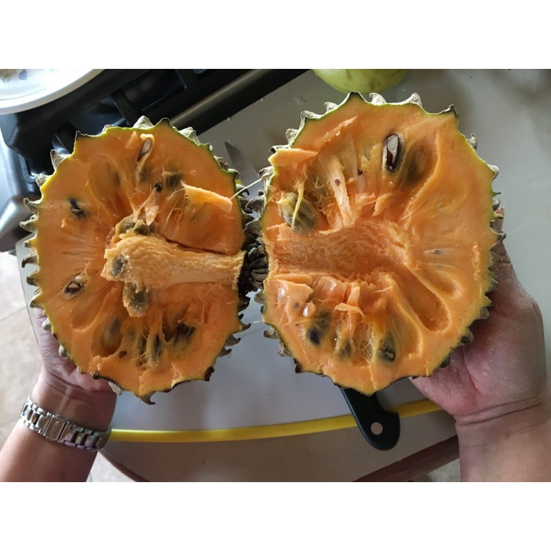 Sementes de Sonkoya (Annona purpurea) 🌳🌼🌸🌿🌱🍉