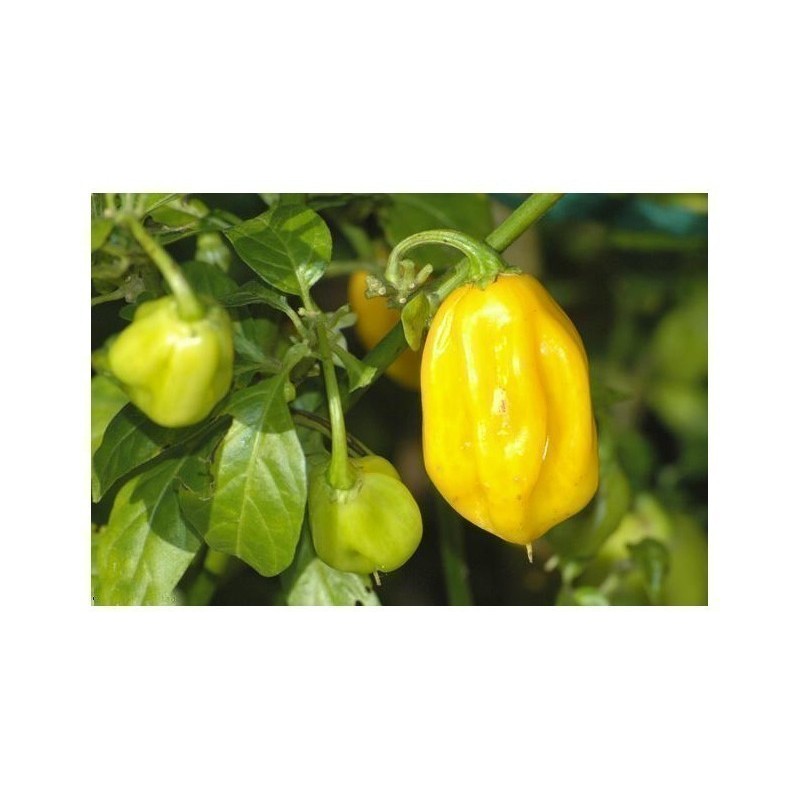 Prix : €2.00 - Graines de piment Burkina Yellow - Jaune