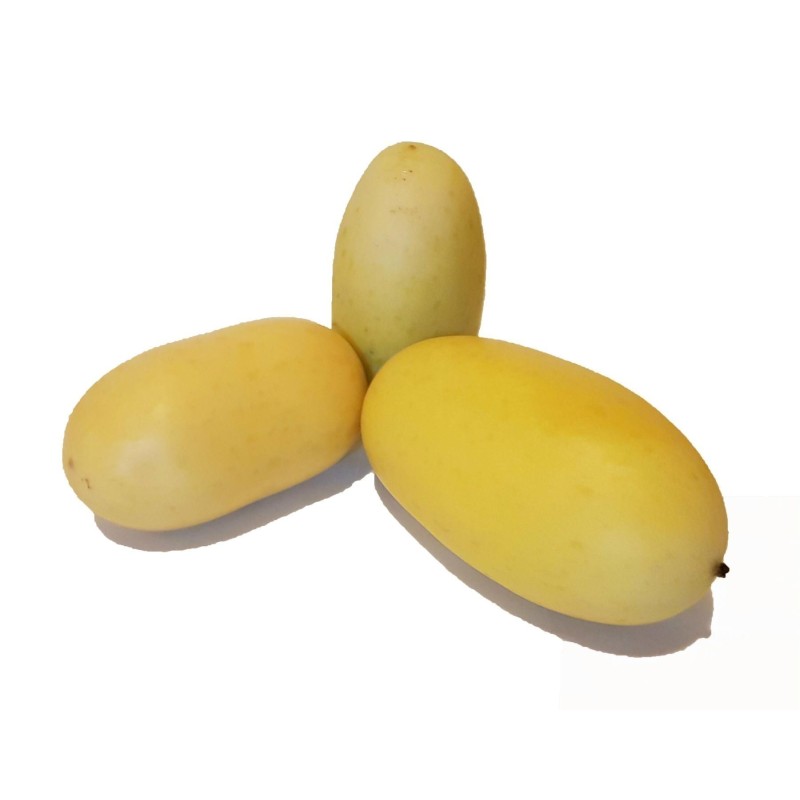 Kachra Seme, Indijska dinja (Cucumis callosus) 🌳🌼🌸🌿🌱🍉