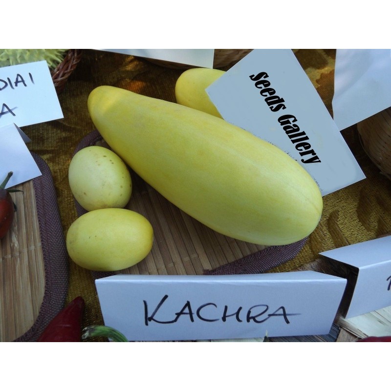 Kachra Seme, Indijska dinja (Cucumis callosus) | 2,50 € 🌳🌼🌸🌿🌱🍉