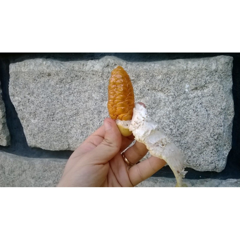 Precio: €1.95 - Semillas de Curuba, Taxo (Passiflora mollissima)