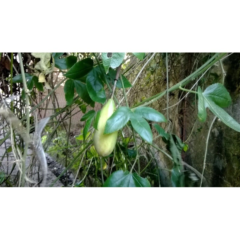 Precio: €1.95 - Semillas de Curuba, Taxo (Passiflora mollissima)