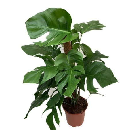Prix : €3.85 - Graines de Faux Philodendron (Monstera deliciosa)