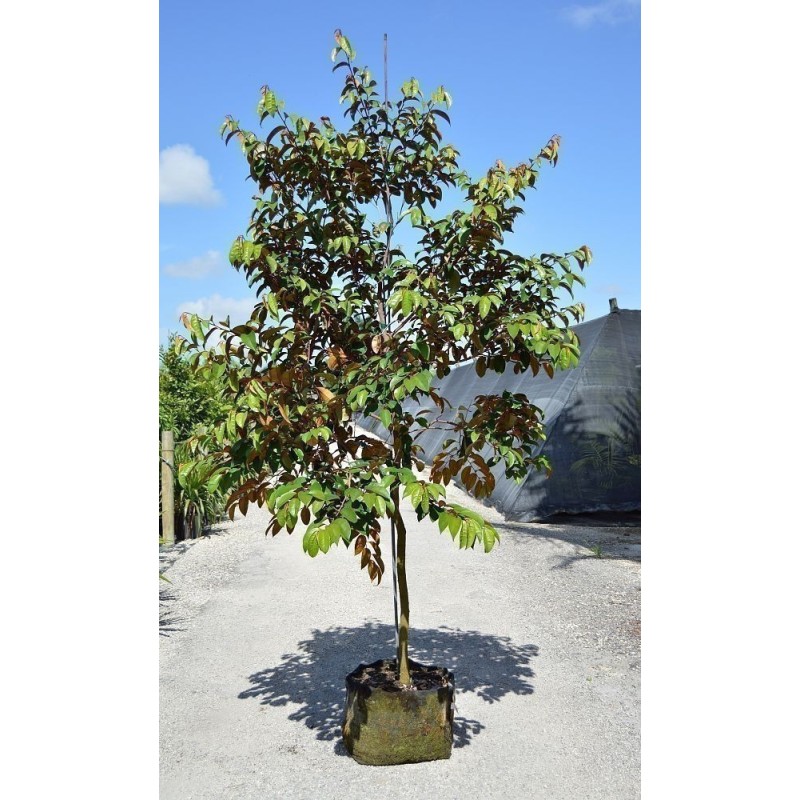 Graines Pomme de Lait Caïmite Emeraude (Chrysophyllum cainito) | 4,95 ...