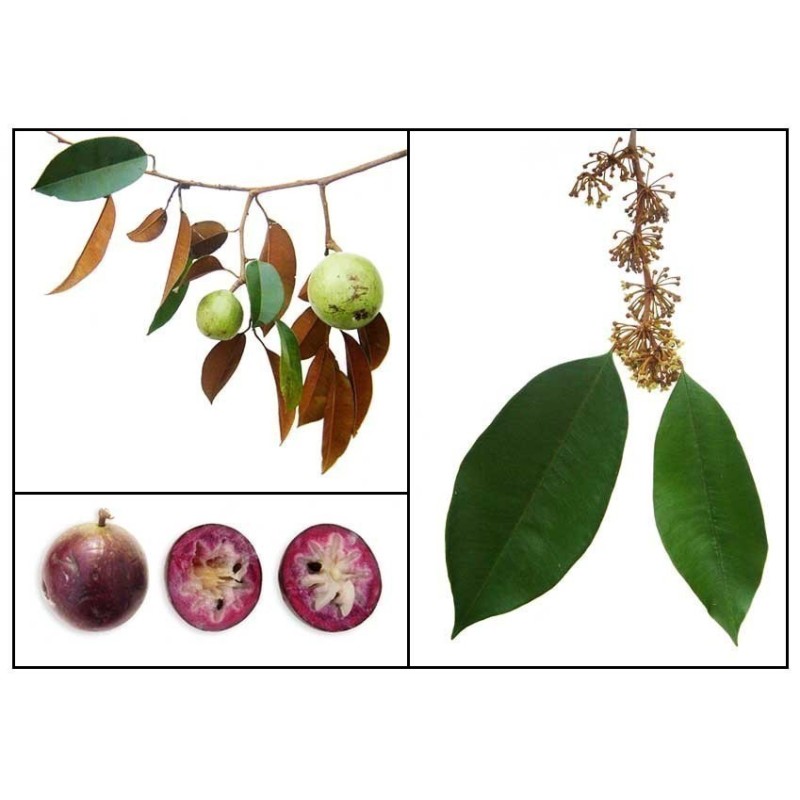 Graines Pomme de Lait Caïmite Emeraude (Chrysophyllum cainito) | 4,95 ...