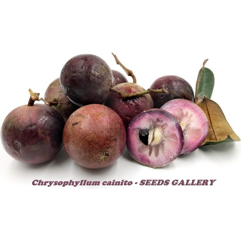 Graines Pomme de Lait Caïmite Emeraude (Chrysophyllum cainito) | 4,95 ...