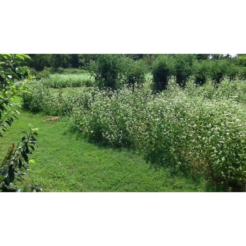 Cena: €1.85 – Heljda Seme – Lekovita Biljka (Fagopyrum esculentum)