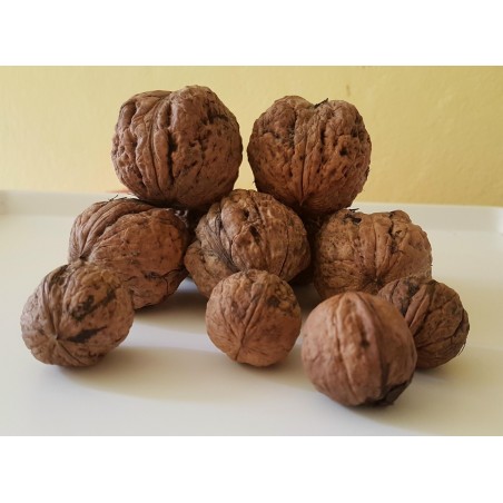Price: €15.00 - GIANT WALNUT Seeds (Juglans regia)