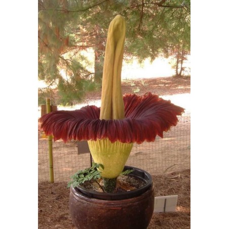 Price: €13.00 - TITAN ARUM Seeds (Amorphophallus titanum)