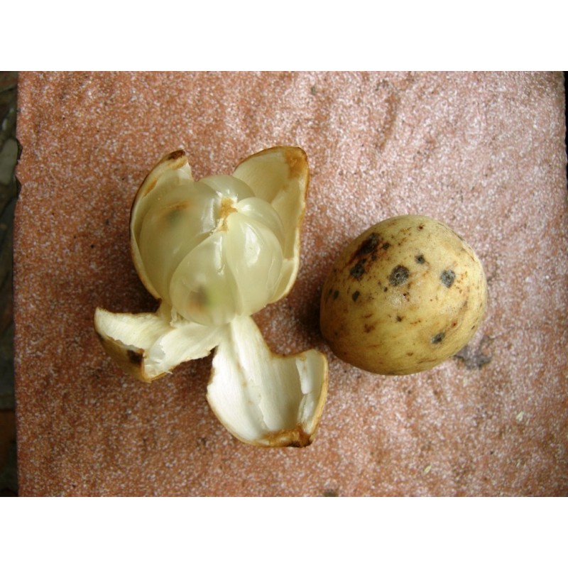 Langsat - Lanzones Seeds (Lansium parasiticum) | €4.95 🌳🌼🌸🌿🌱