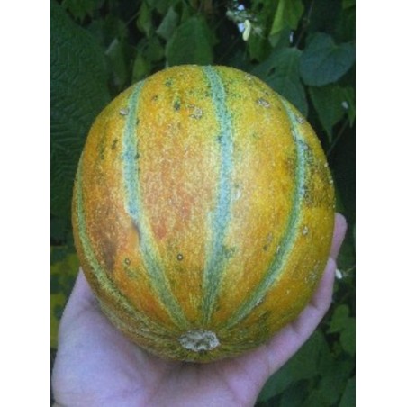 Ogen, Ha'Ogen, Desert melon Seeds (Cucumis melo reticulatus)