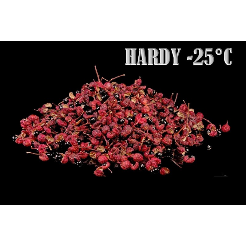 Seshuan - Secuanski - Japanski biber Seme (Zanthoxylum piperitum) | 2 ...