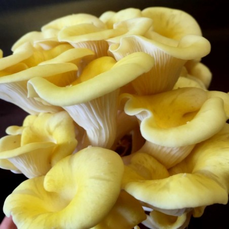Semi - Micelio dei Funghi Oyster golden (Pleurotus...