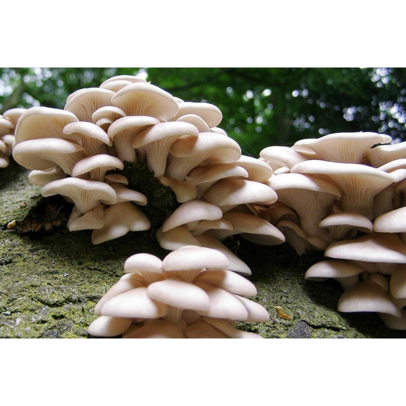 Brestovaca Gljiva – Micelijum – Seme (Pleurotus sapidus) 🌳🌼🌸🌿🌱🍉