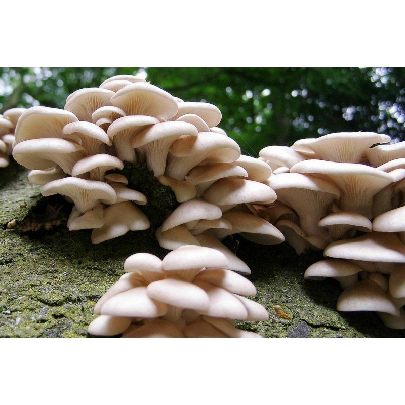 Semi - Micelio dei Funghi Oyster Bianco (Pleurotus...