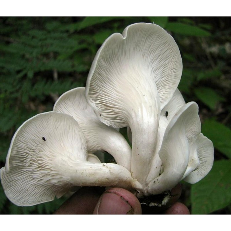 Semi - Micelio dei Funghi Oyster Bianco (Pleurotus Citrinopileatus) | 3 ...