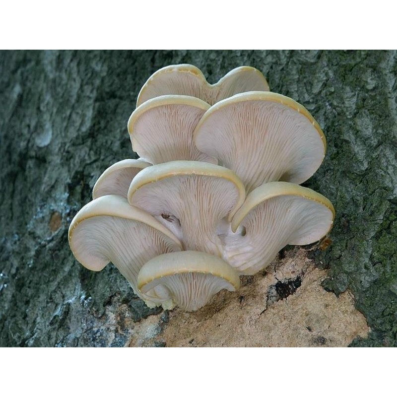 Brestovaca Gljiva – Micelijum – Seme (Pleurotus sapidus) 🌳🌼🌸🌿🌱🍉