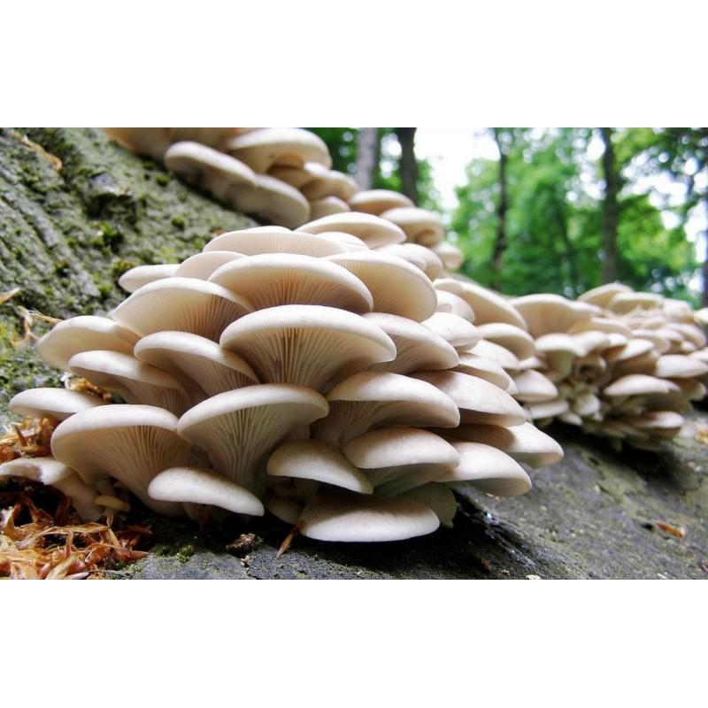 Semi - Micelio dei Funghi Oyster Bianco (Pleurotus Citrinopileatus) | 3 ...