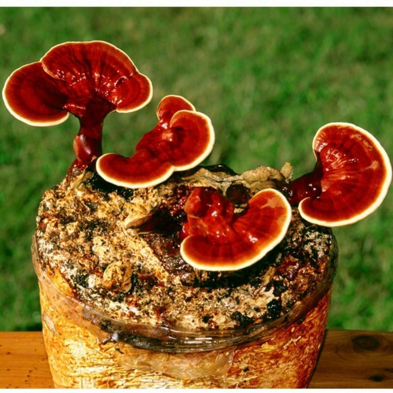 Graines - Mycélium de Reishi - Ganoderme Luisant (Ganoderma...